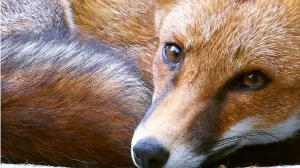 Breed All About It: Red Fox - The Pet Collective | Xumo Play