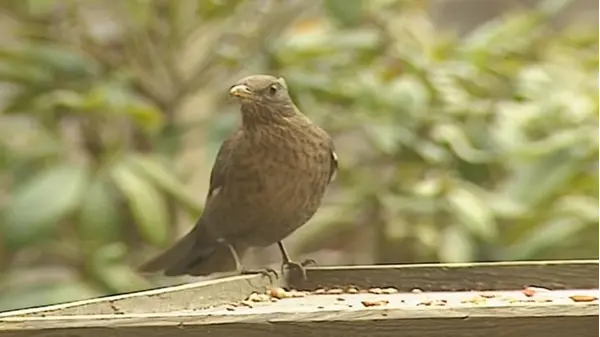 Urban Birds - Teletubbies | Xumo Play