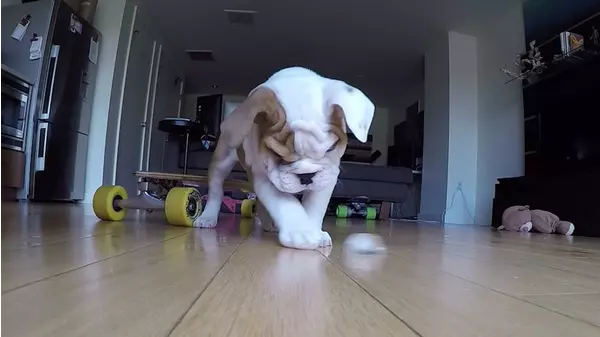 Bulldog Puppy Plays with Ice Cube - The Pet Collective | Xumo Play