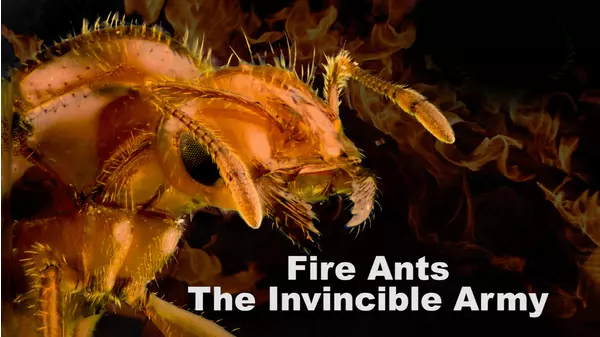 Fire Ants: The Invincible Army | Xumo Play