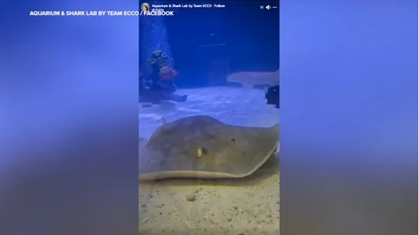 Charlotte the stingray dies after developing rare reproductive disease ...