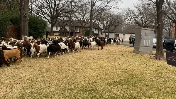 #TheMoment a herd of goats set off a police chase - CBC News | Xumo Play