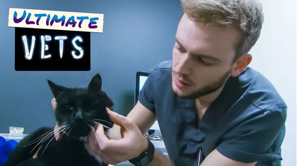 Ultimate Vets | Xumo Play