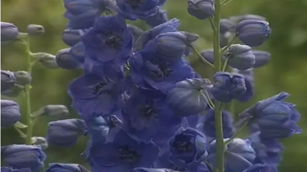 Colours - Blue - Teletubbies | Xumo Play