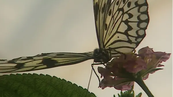 Butterfly - Teletubbies | Xumo Play